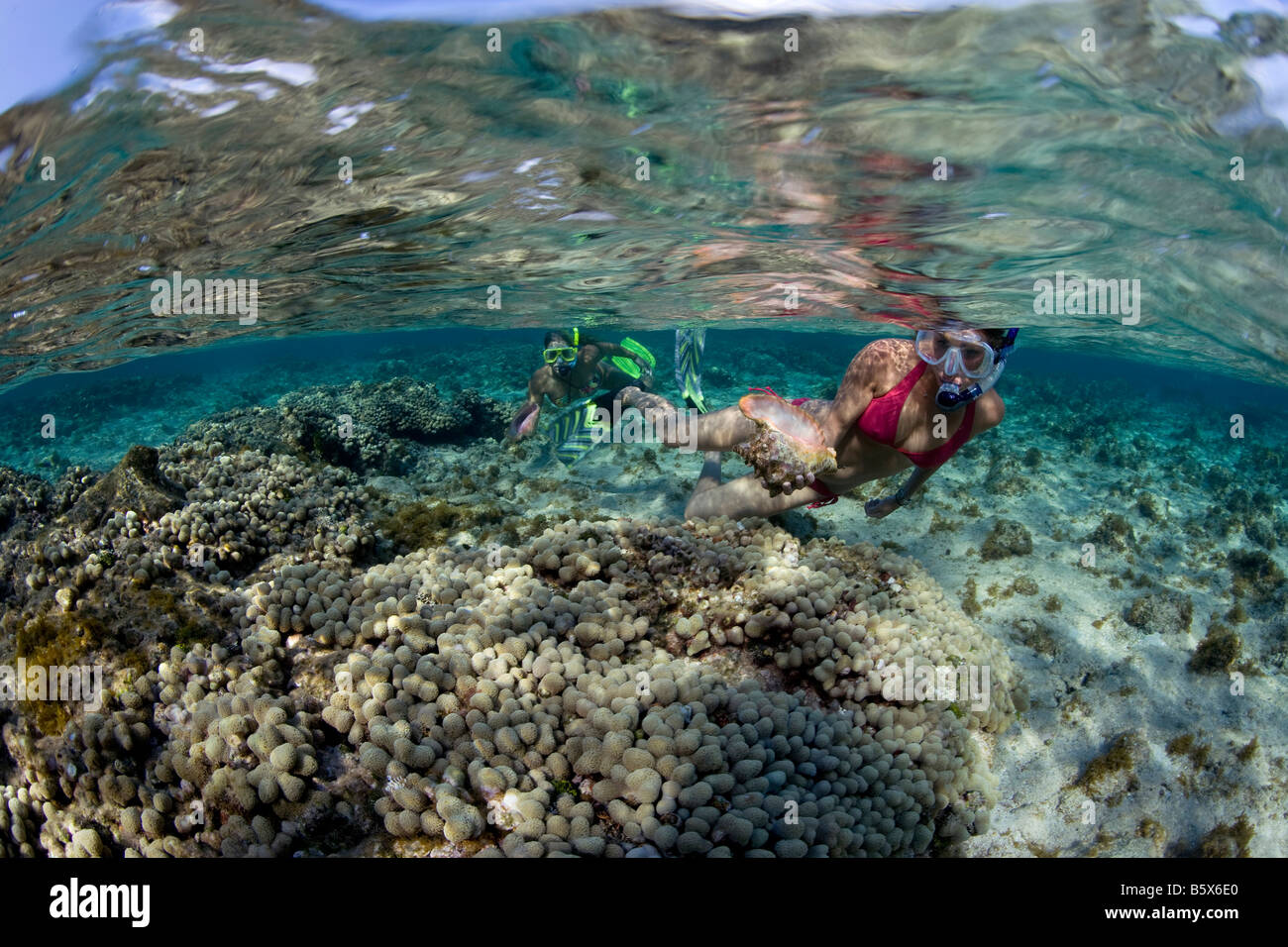 Queen conch strombus gigas immagini e fotografie stock ad alta ...