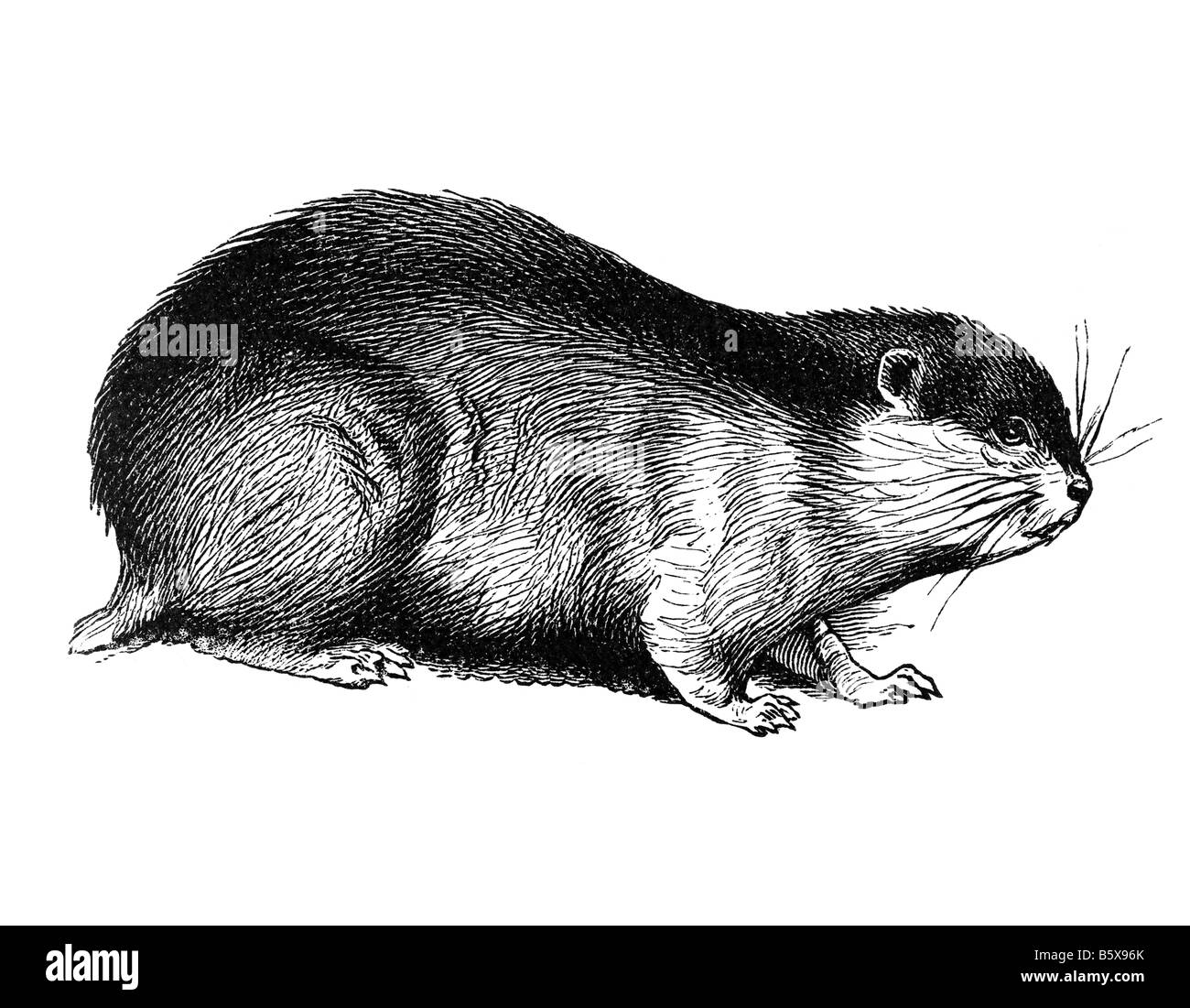Lemming drawing immagini e fotografie stock ad alta risoluzione - Alamy
