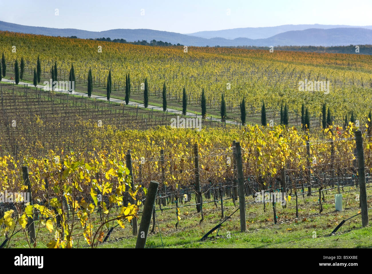 Vigneti chianti immagini e fotografie stock ad alta risoluzione - Alamy