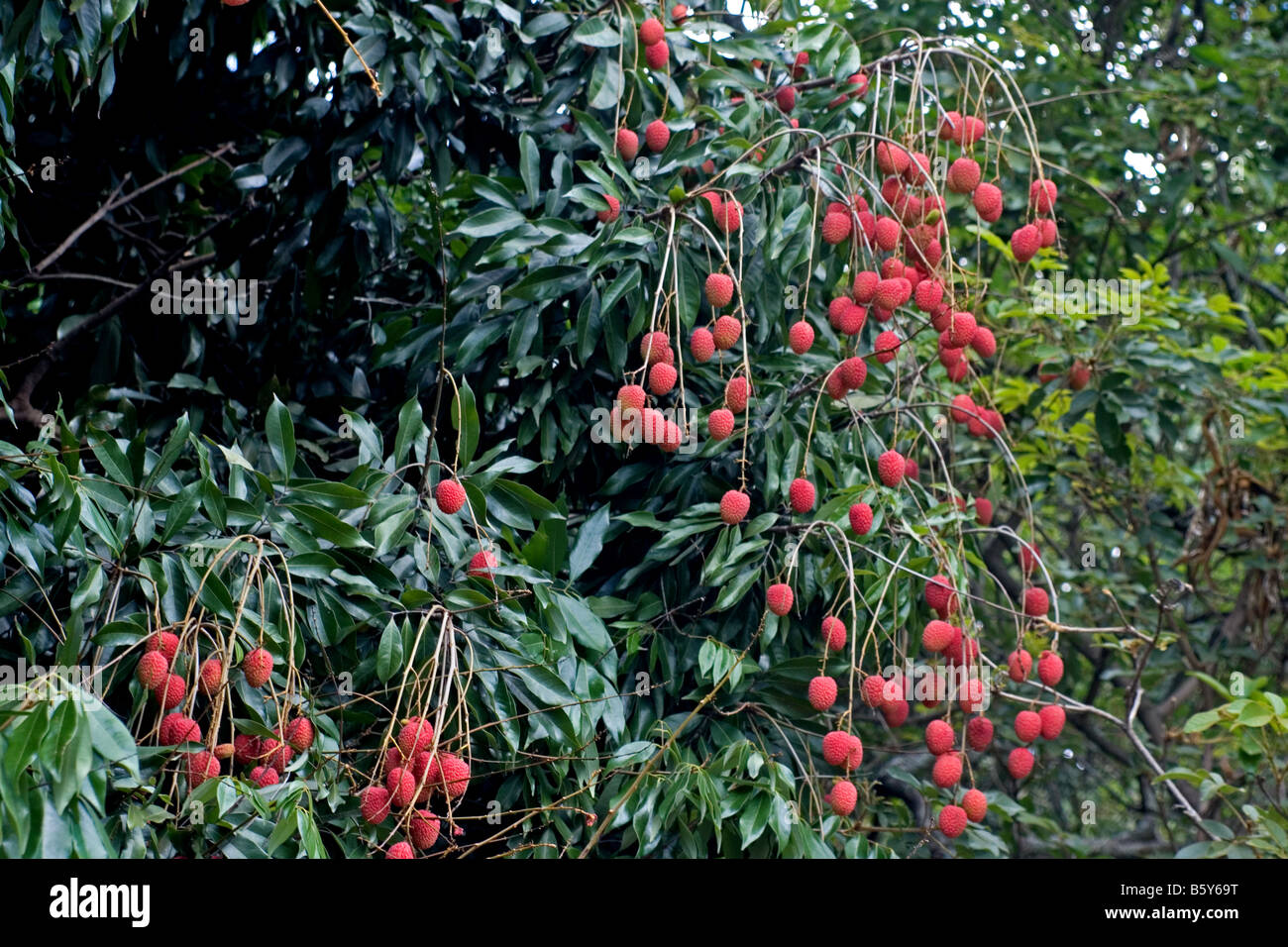 Litchi tree immagini e fotografie stock ad alta risoluzione - Alamy