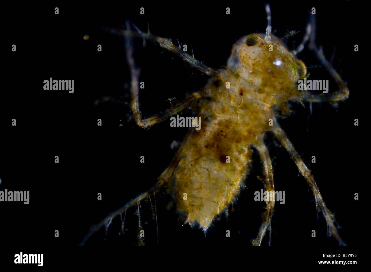 Larve acquatiche immagini e fotografie stock ad alta risoluzione - Alamy