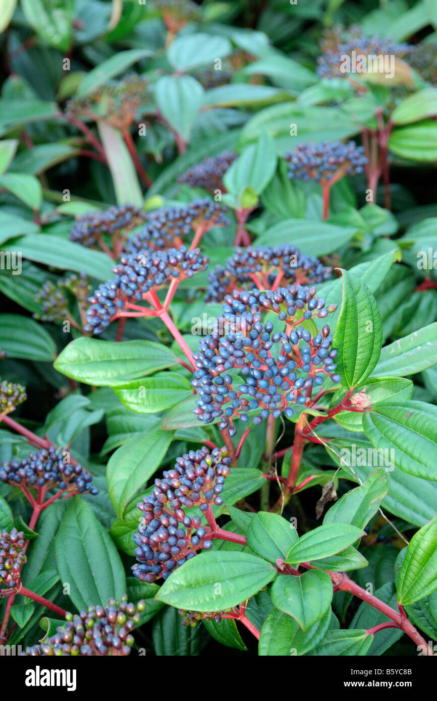 Viburnum davidii immagini e fotografie stock ad alta risoluzione - Alamy