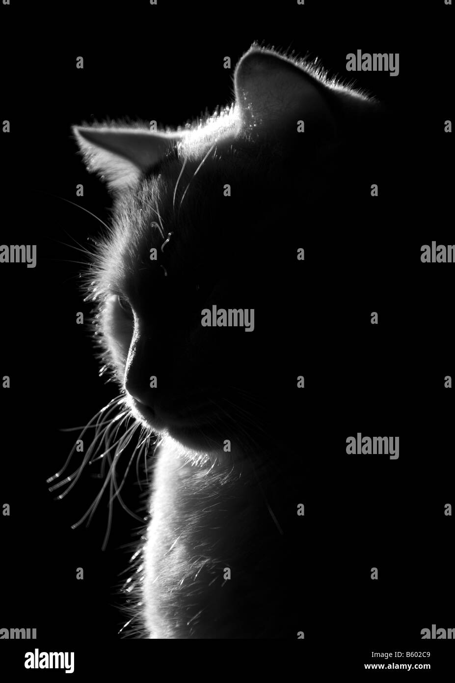 Faccia di gatto sagoma Foto e Immagini Stock in Bianco e Nero - Alamy