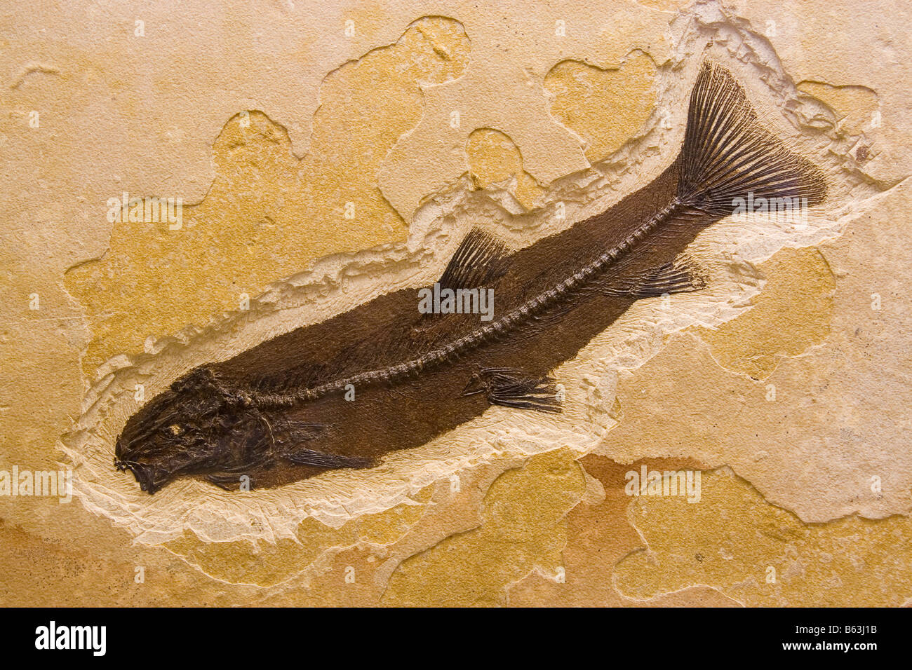 Anatomia del pesce immagini e fotografie stock ad alta risoluzione - Alamy