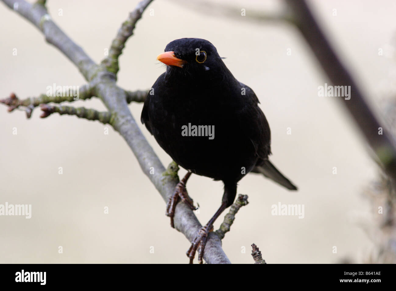 Turdus merula maschio immagini e fotografie stock ad alta risoluzione ...