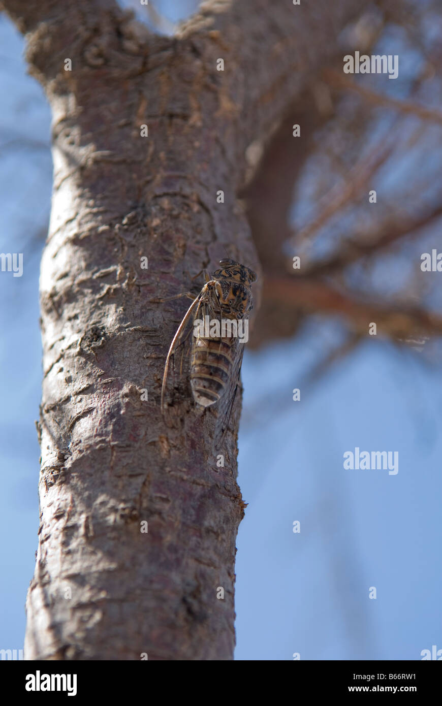 Primo piano della cicala insetto seduto su albero nella baia di Balluta ...