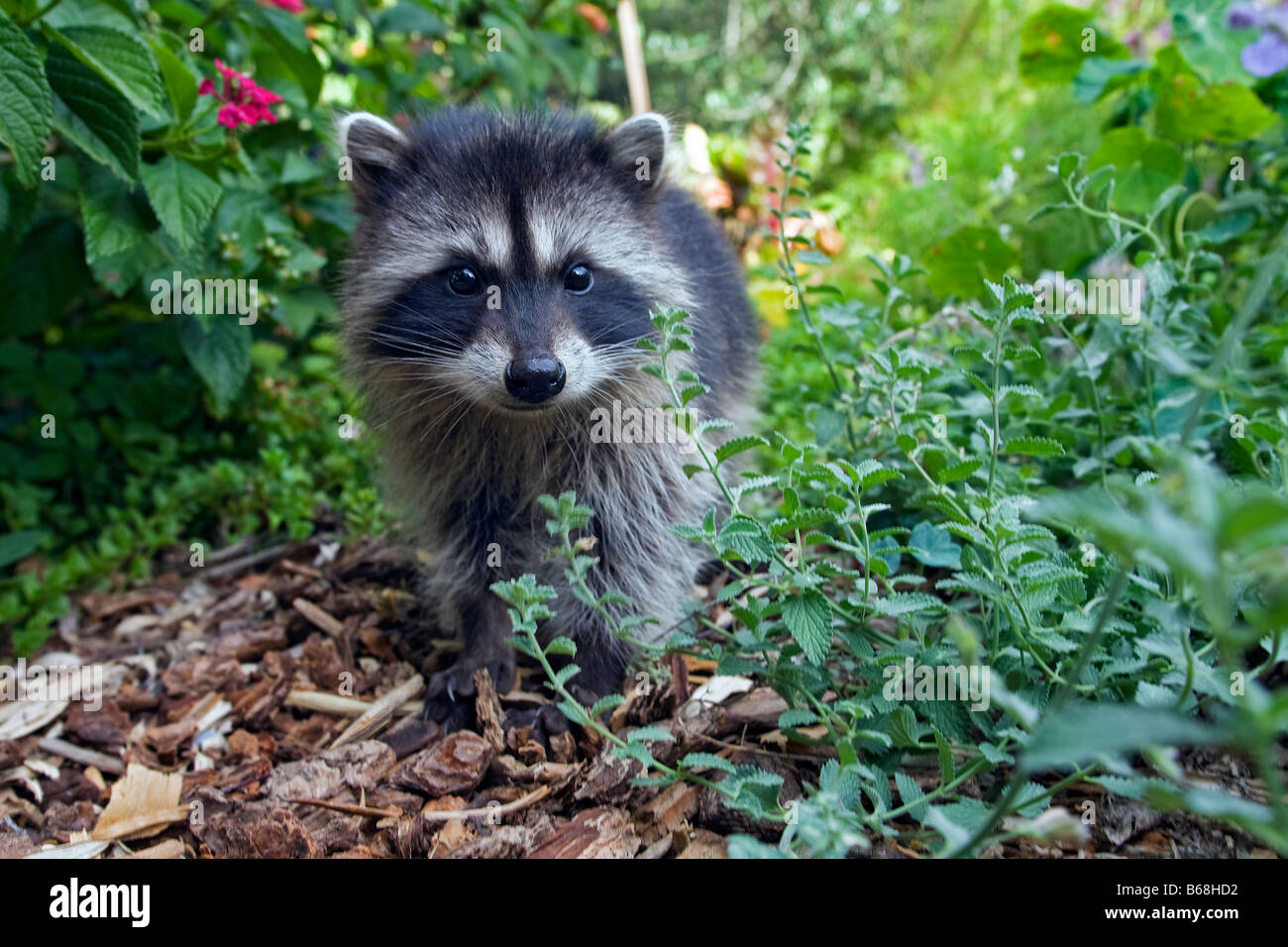 Procioni carini immagini e fotografie stock ad alta risoluzione - Alamy