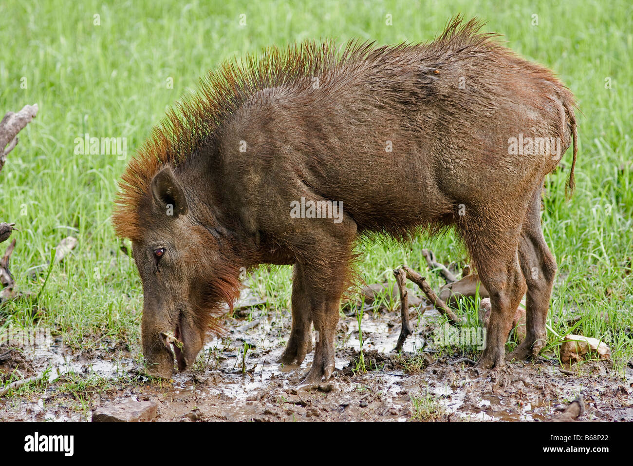 Sus scrofa indian animal immagini e fotografie stock ad alta ...