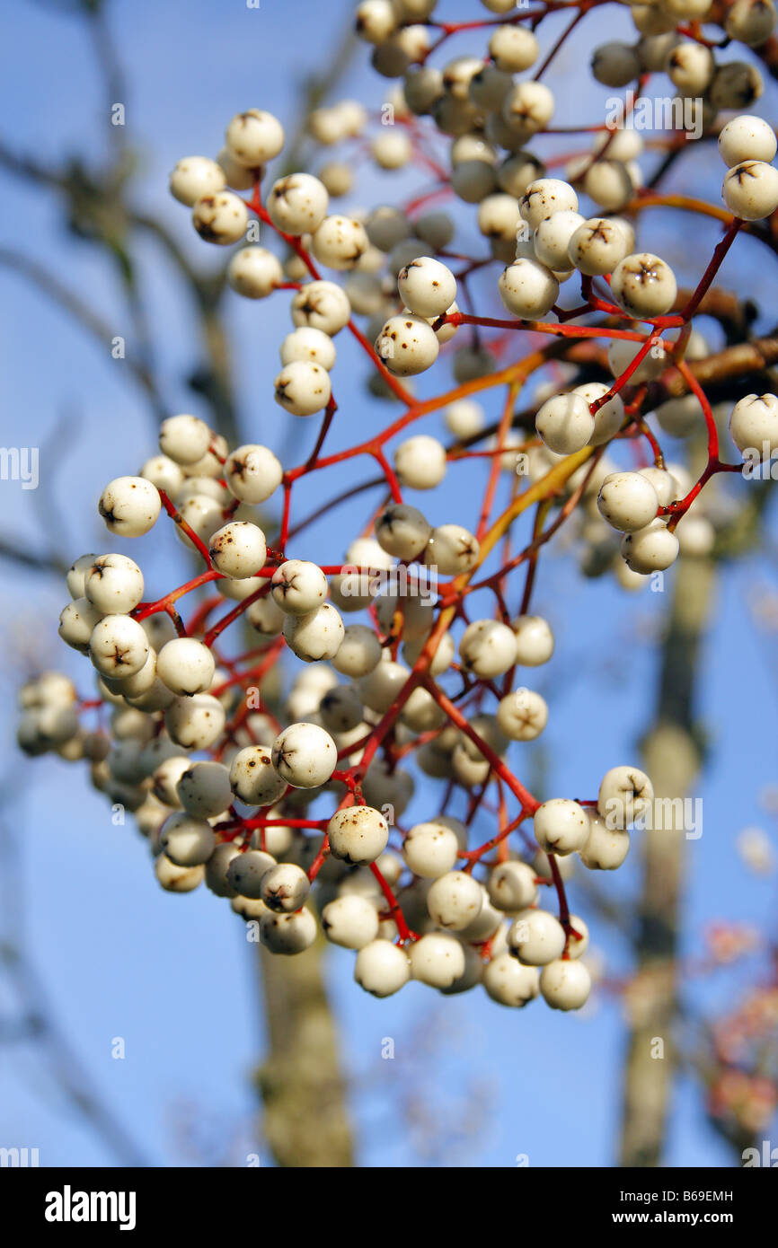 Sorbus hupehensis immagini e fotografie stock ad alta risoluzione - Alamy
