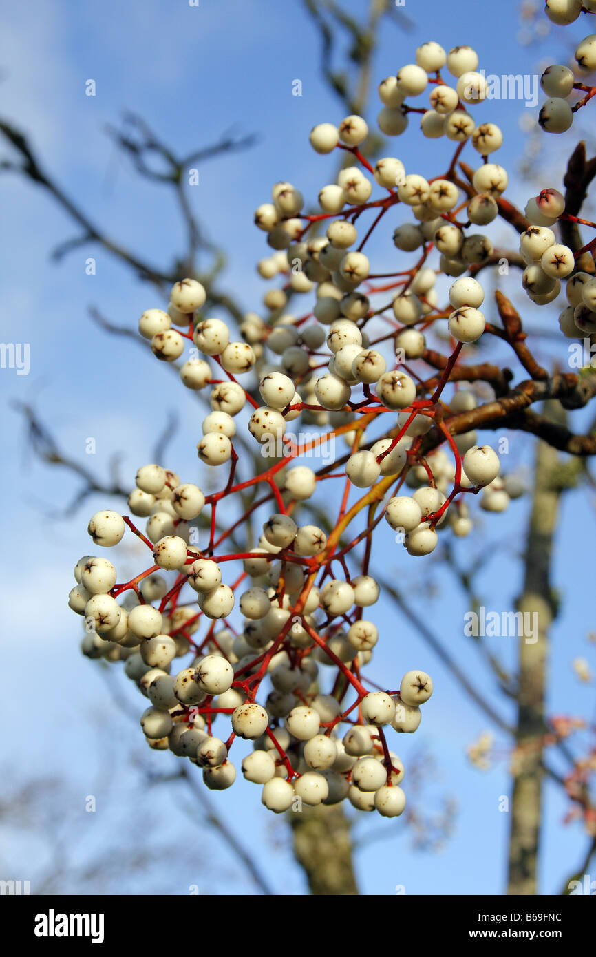 Sorbus hupehensis immagini e fotografie stock ad alta risoluzione - Alamy