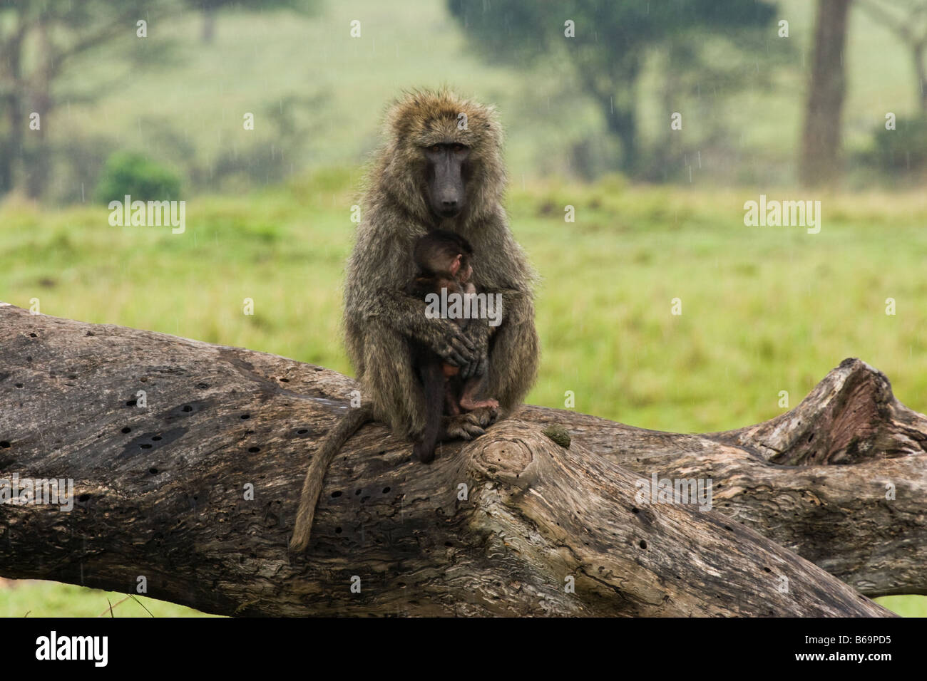 Babbuino con bambino immagini e fotografie stock ad alta risoluzione ...