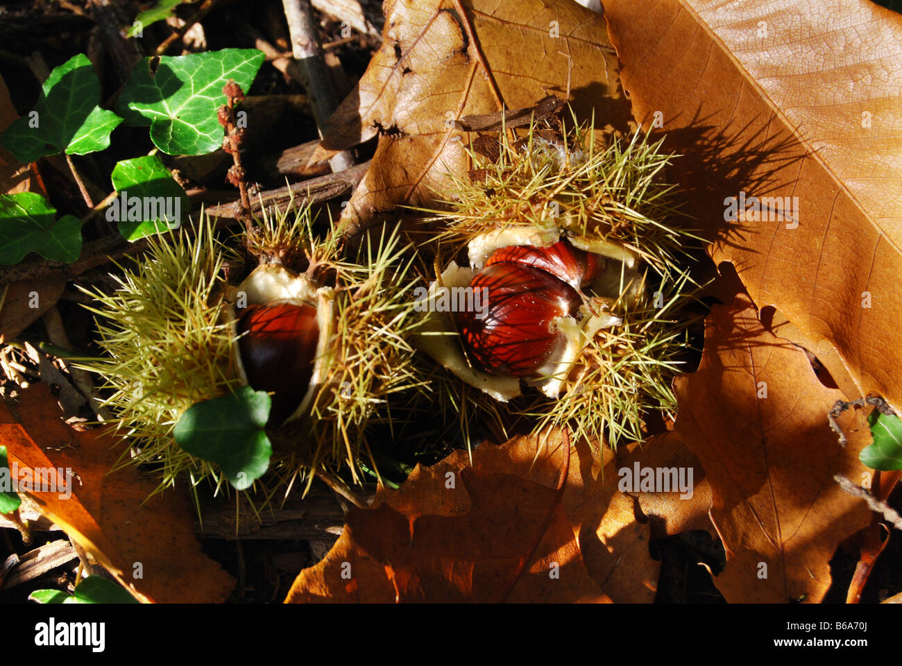 Campagna di alberi di castagne dolci immagini e fotografie stock ad ...