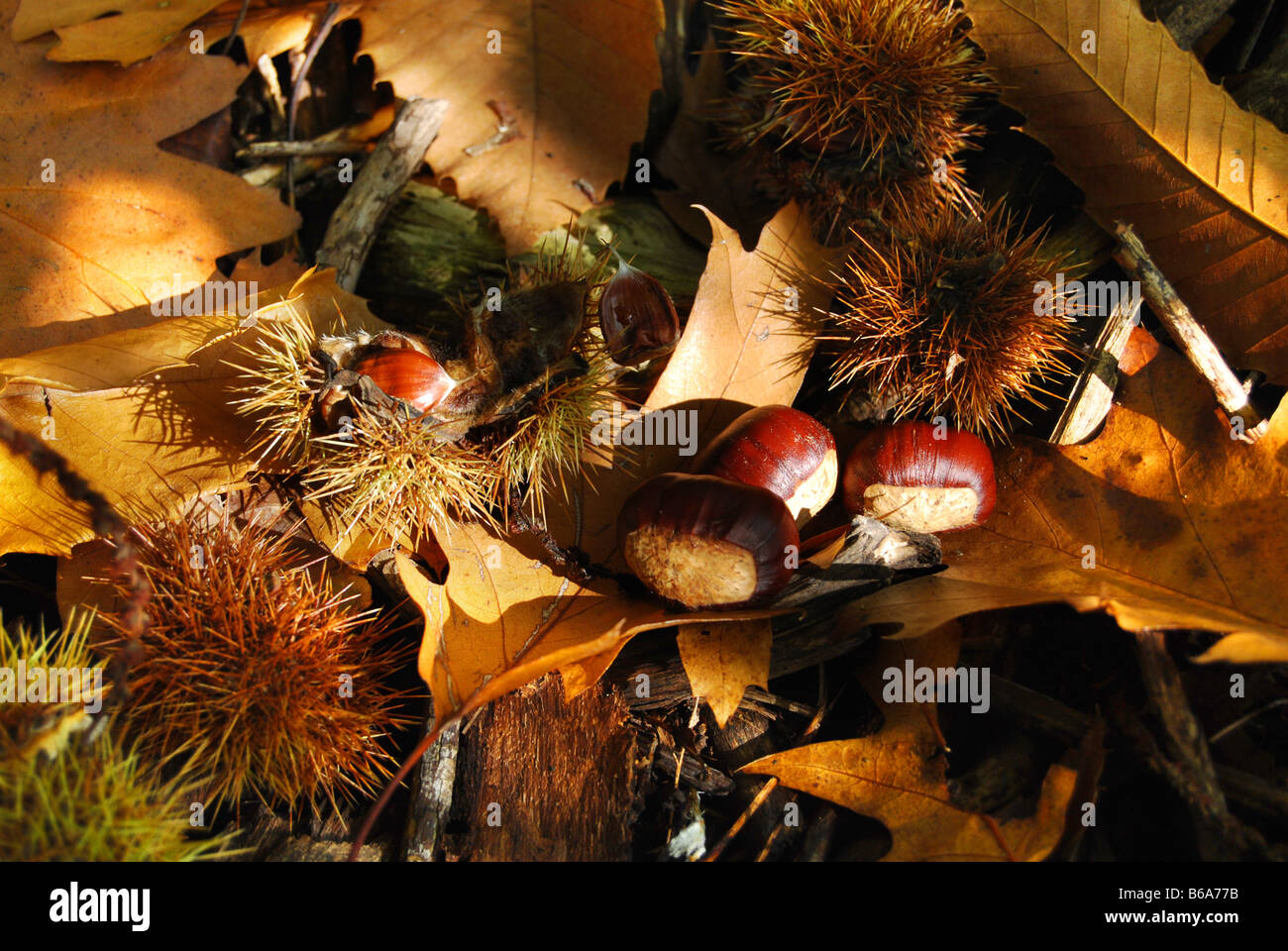 Campagna di alberi di castagne dolci immagini e fotografie stock ad ...