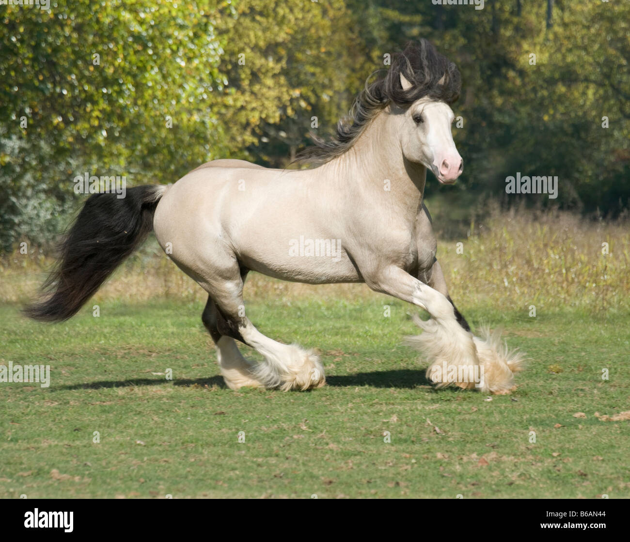 Gypsy vanner horse running immagini e fotografie stock ad alta ...