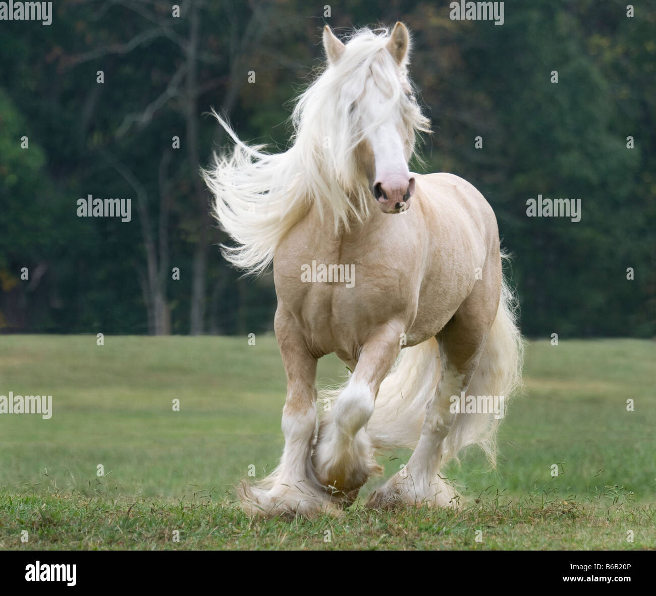 Gypsy vanner horse running immagini e fotografie stock ad alta ...