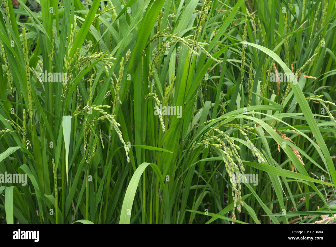 Semi addomesticati immagini e fotografie stock ad alta risoluzione - Alamy