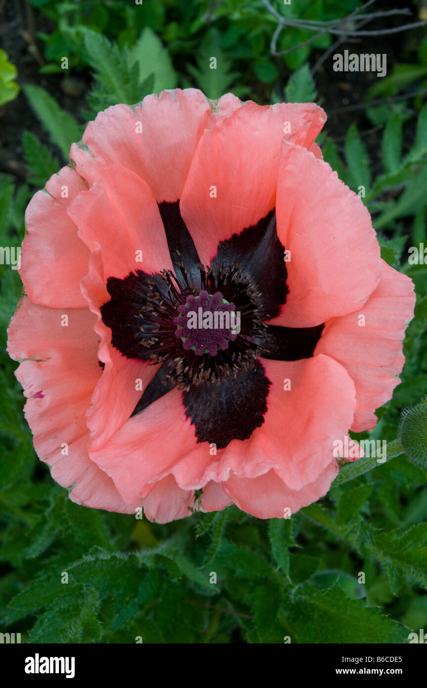 Papavero orientale immagini e fotografie stock ad alta risoluzione - Alamy