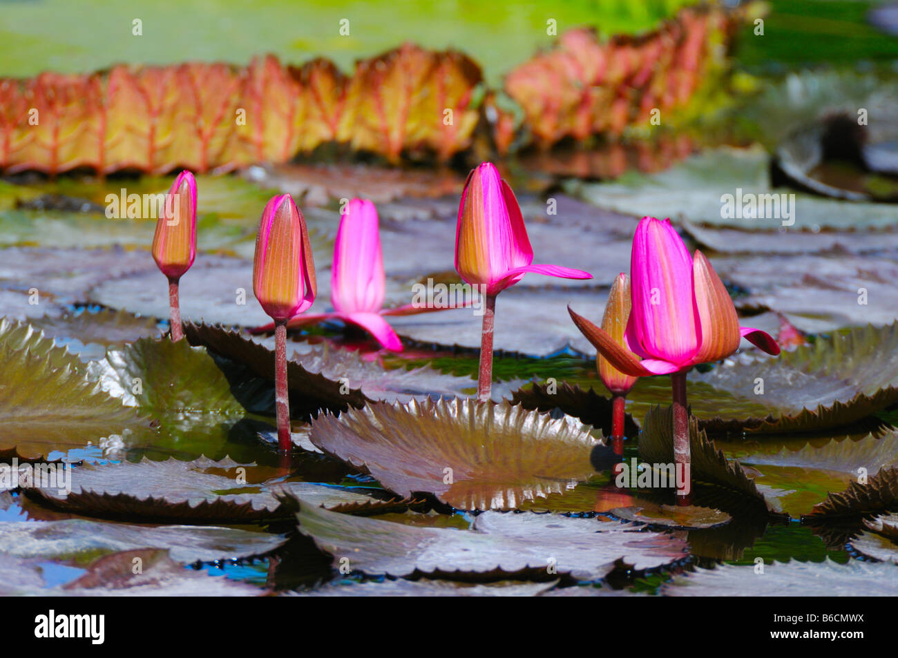 Nello stagno immagini e fotografie stock ad alta risoluzione - Alamy