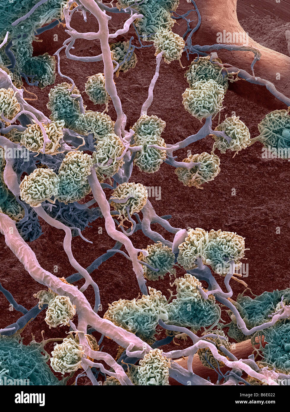 I glomeruli renali, colorata di microfotografia electron scansione (SEM ...