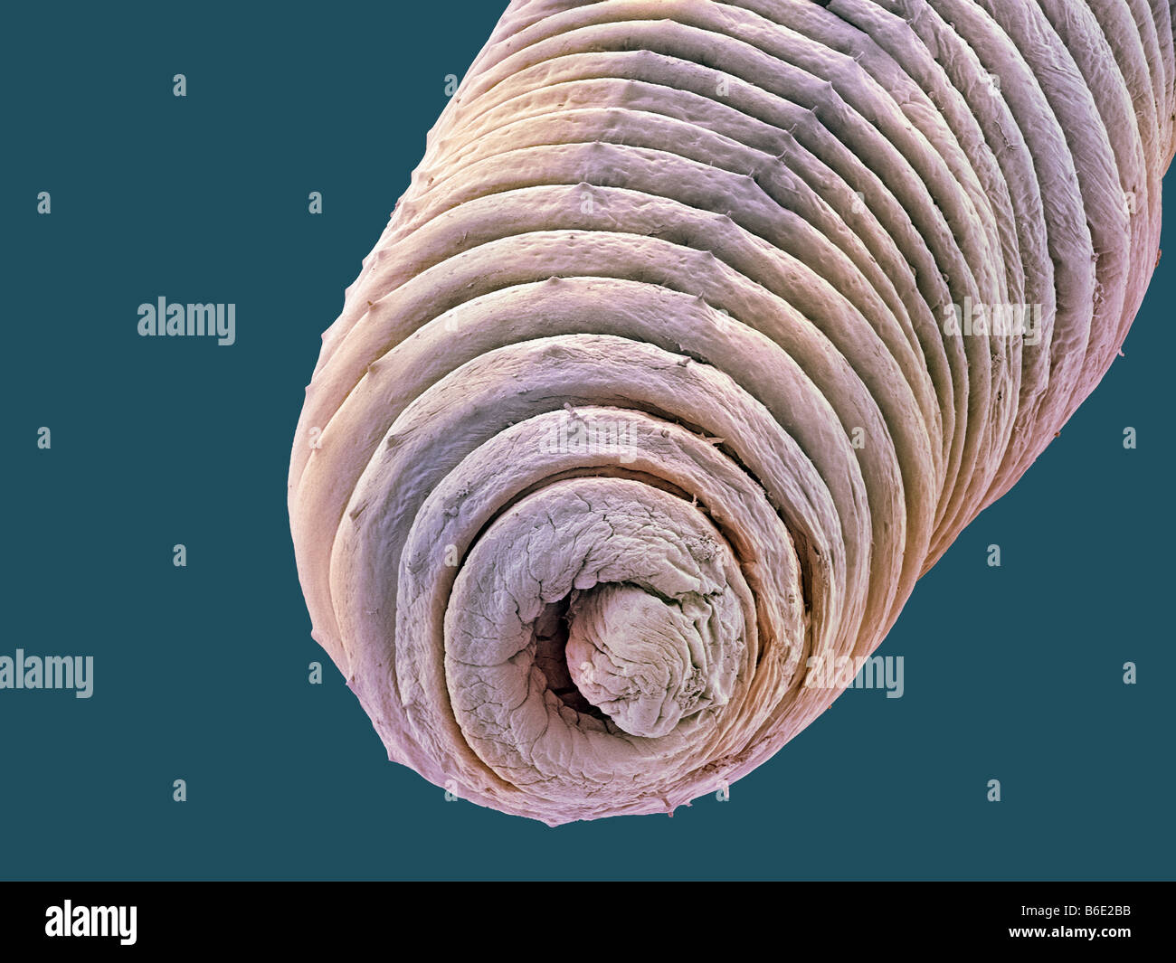 Zoologia del lombrico sem immagini e fotografie stock ad alta risoluzione - Alamy