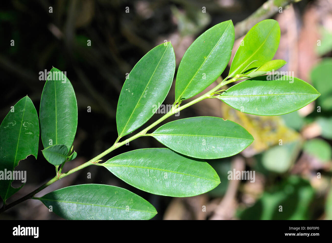 Coca blaetter immagini e fotografie stock ad alta risoluzione - Alamy