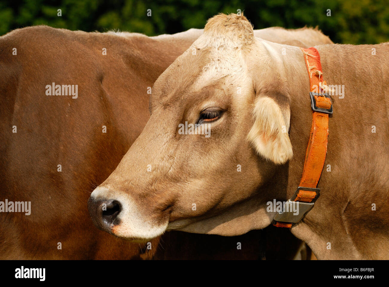 Mucca delle mucche marrone svizzero immagini e fotografie stock ad alta ...
