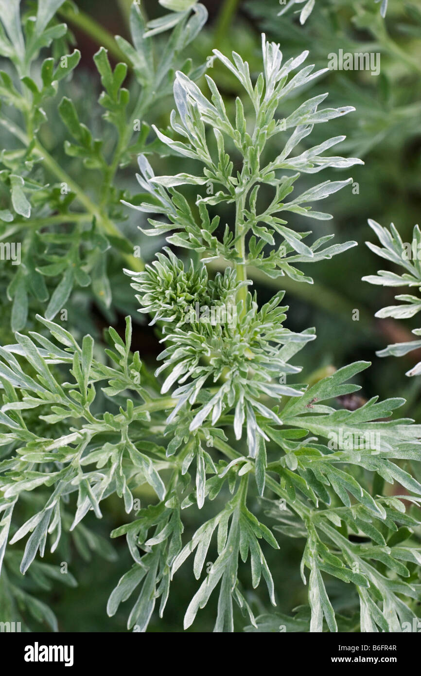 Pflanze artemisia absinthium immagini e fotografie stock ad alta ...