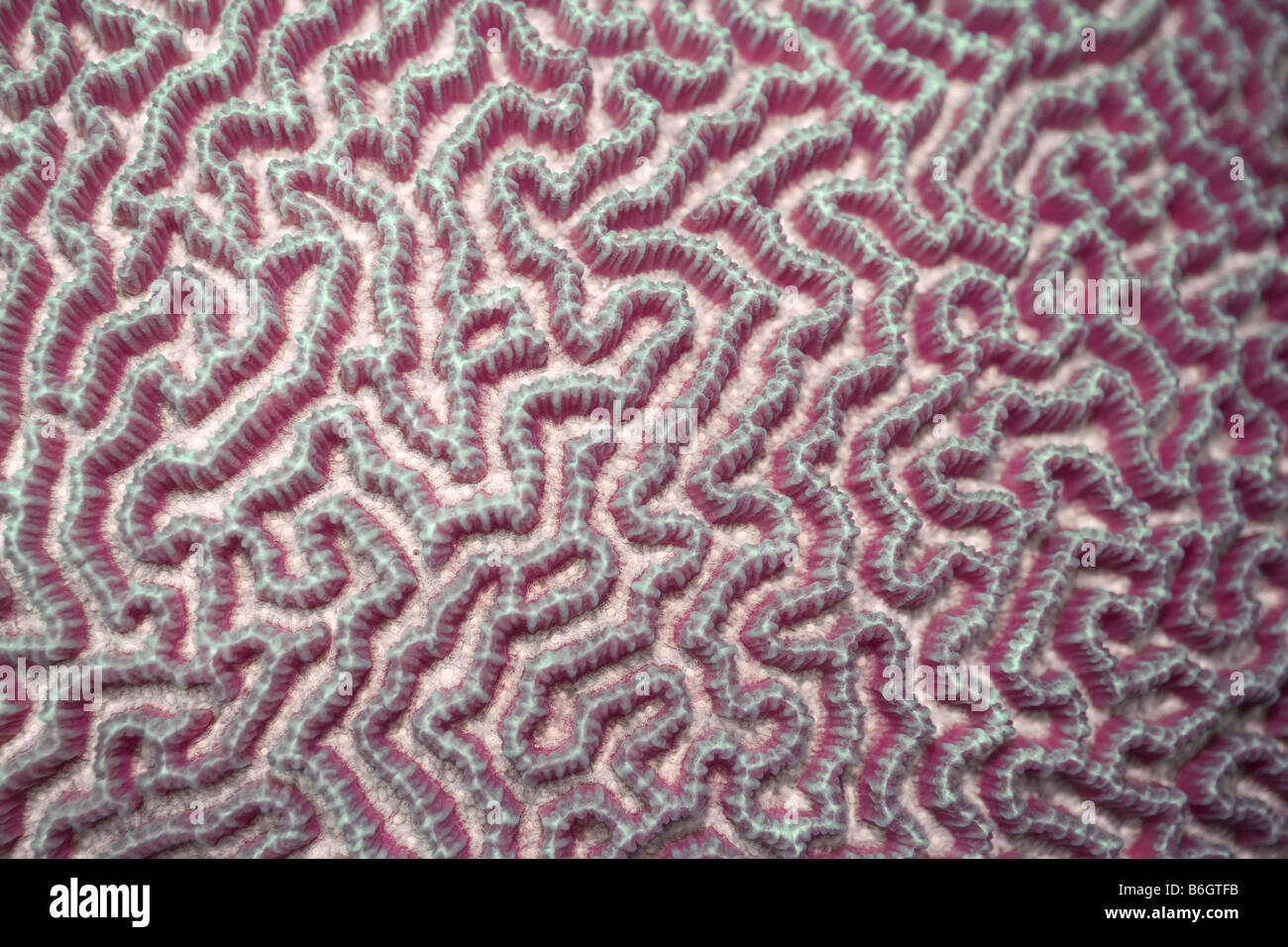 Coral texture immagini e fotografie stock ad alta risoluzione - Alamy