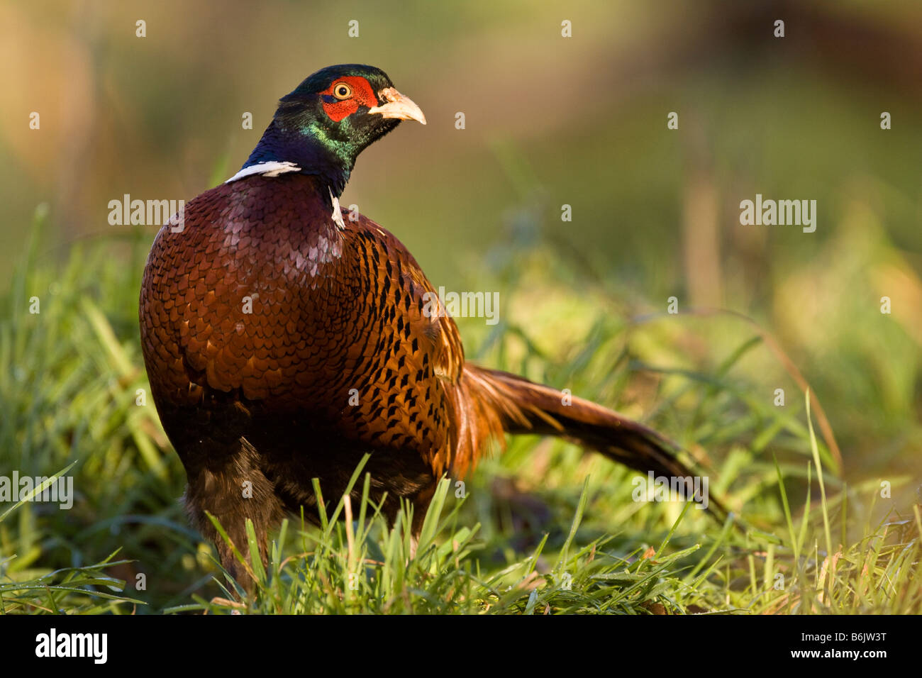 Fagiano rosso immagini e fotografie stock ad alta risoluzione - Alamy