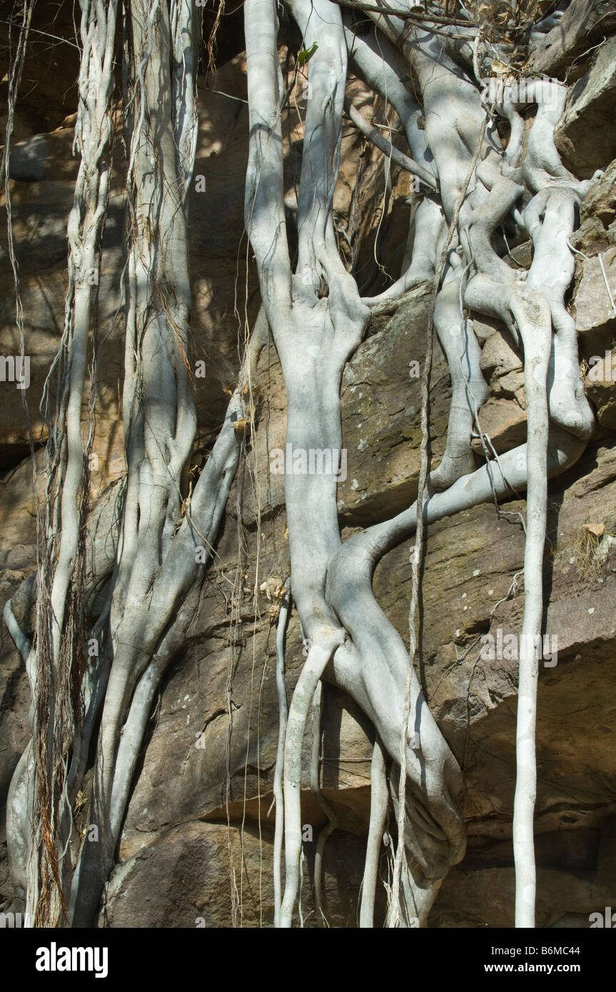 Piante con radici aeree immagini e fotografie stock ad alta risoluzione ...