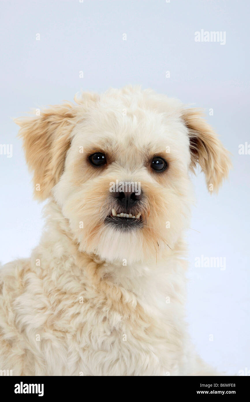 Morso di cane immagini e fotografie stock ad alta risoluzione - Alamy