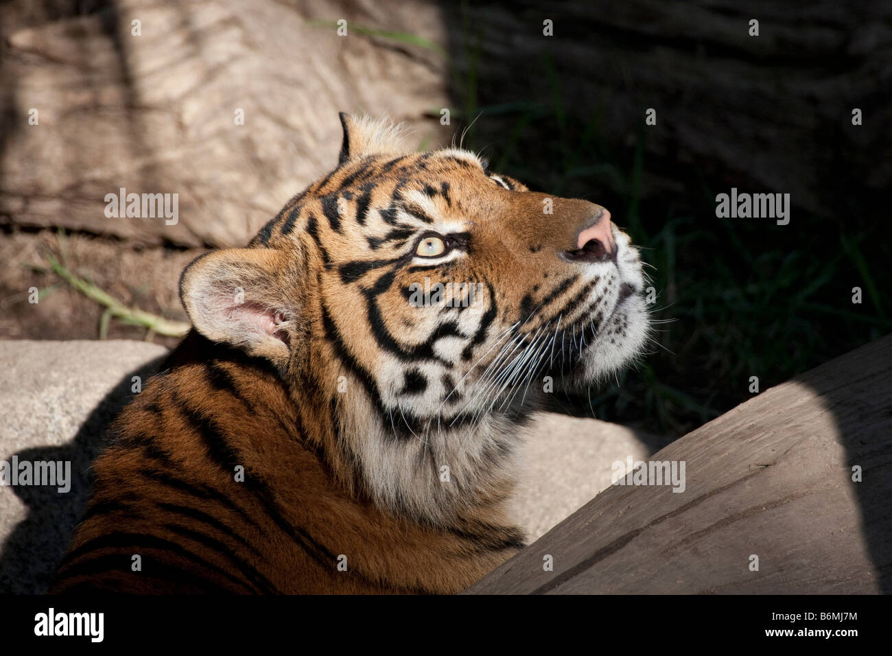 Java tiger immagini e fotografie stock ad alta risoluzione - Alamy