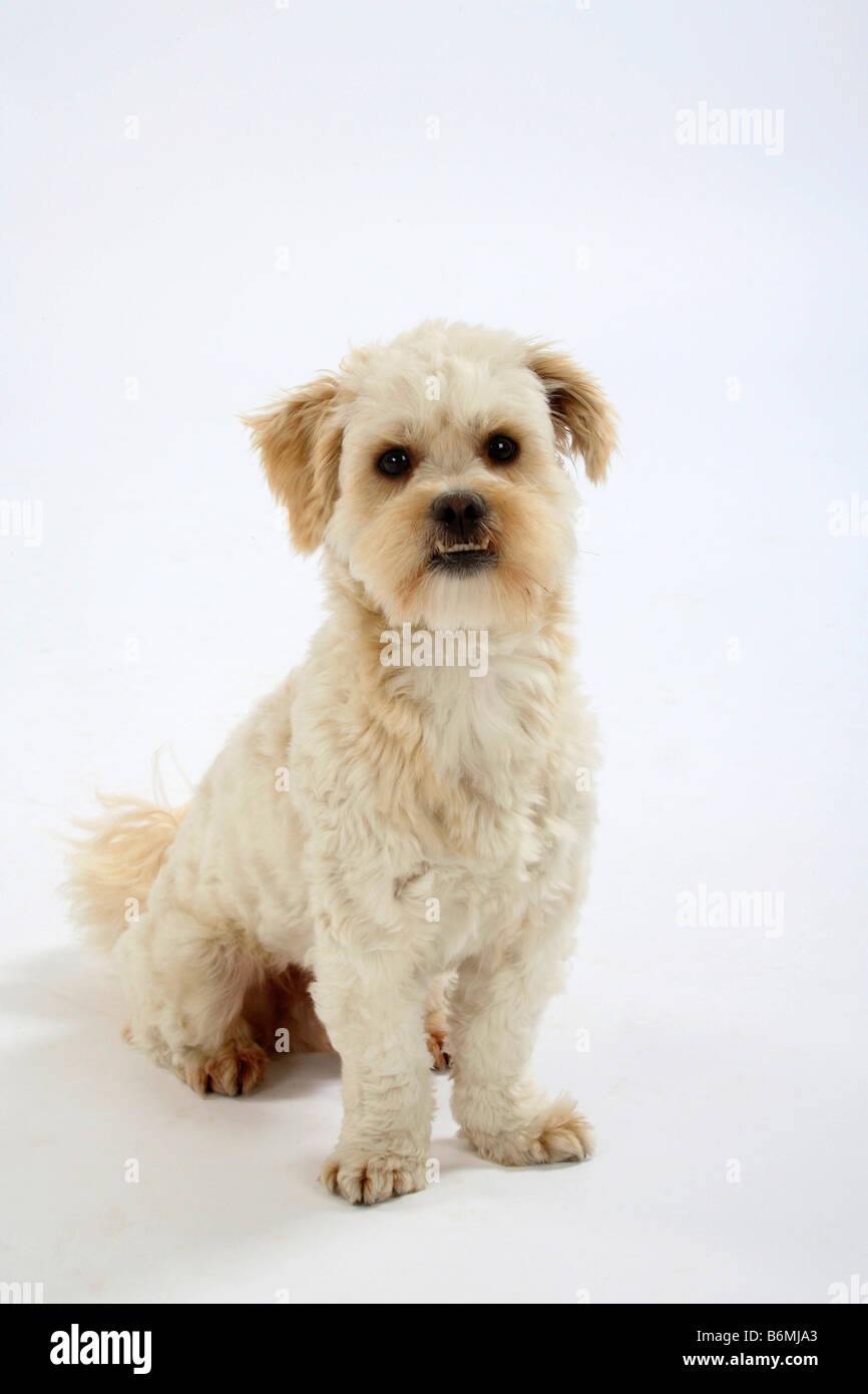 Morso di cane immagini e fotografie stock ad alta risoluzione - Alamy