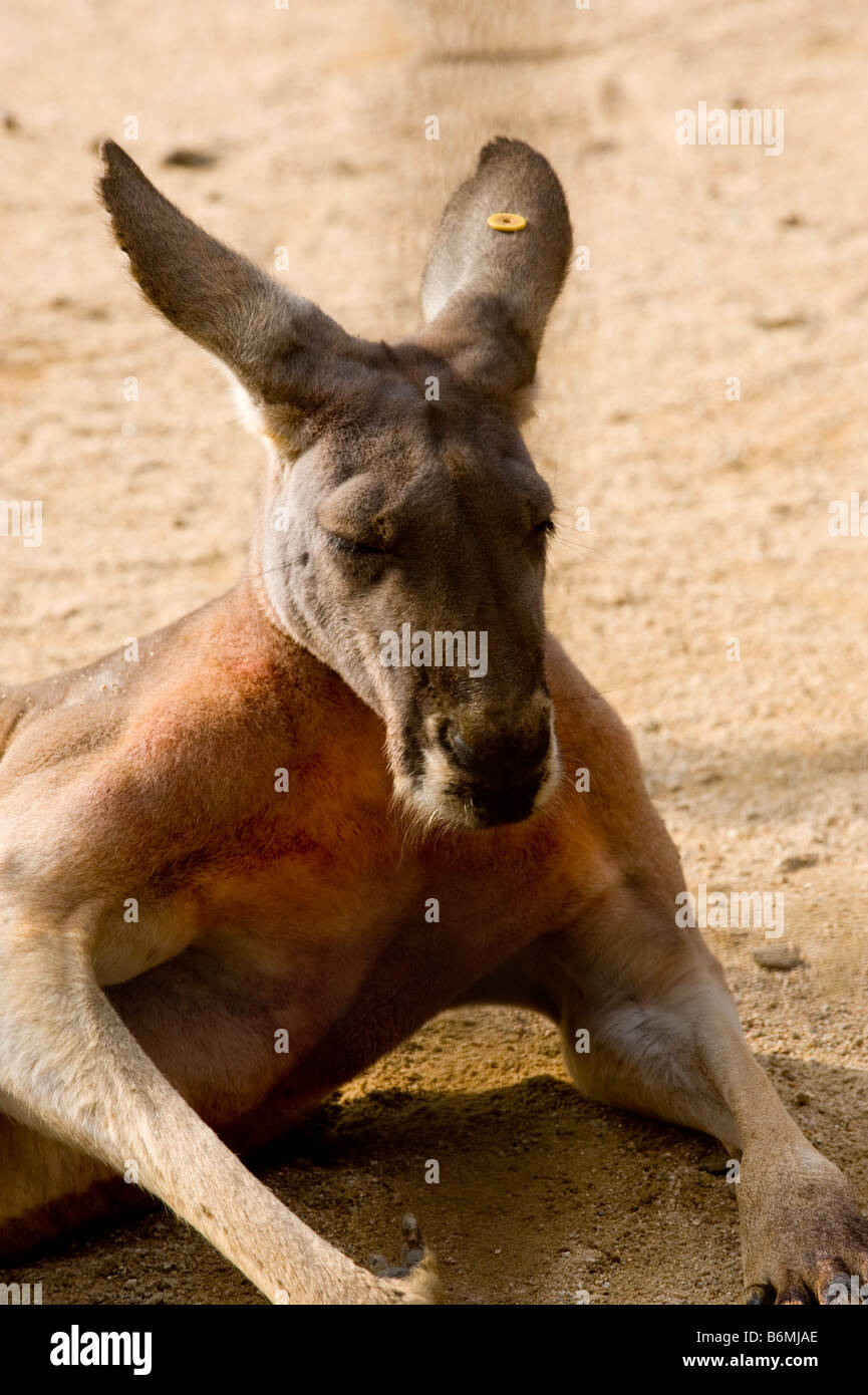 Canguro in un recinto immagini e fotografie stock ad alta risoluzione ...