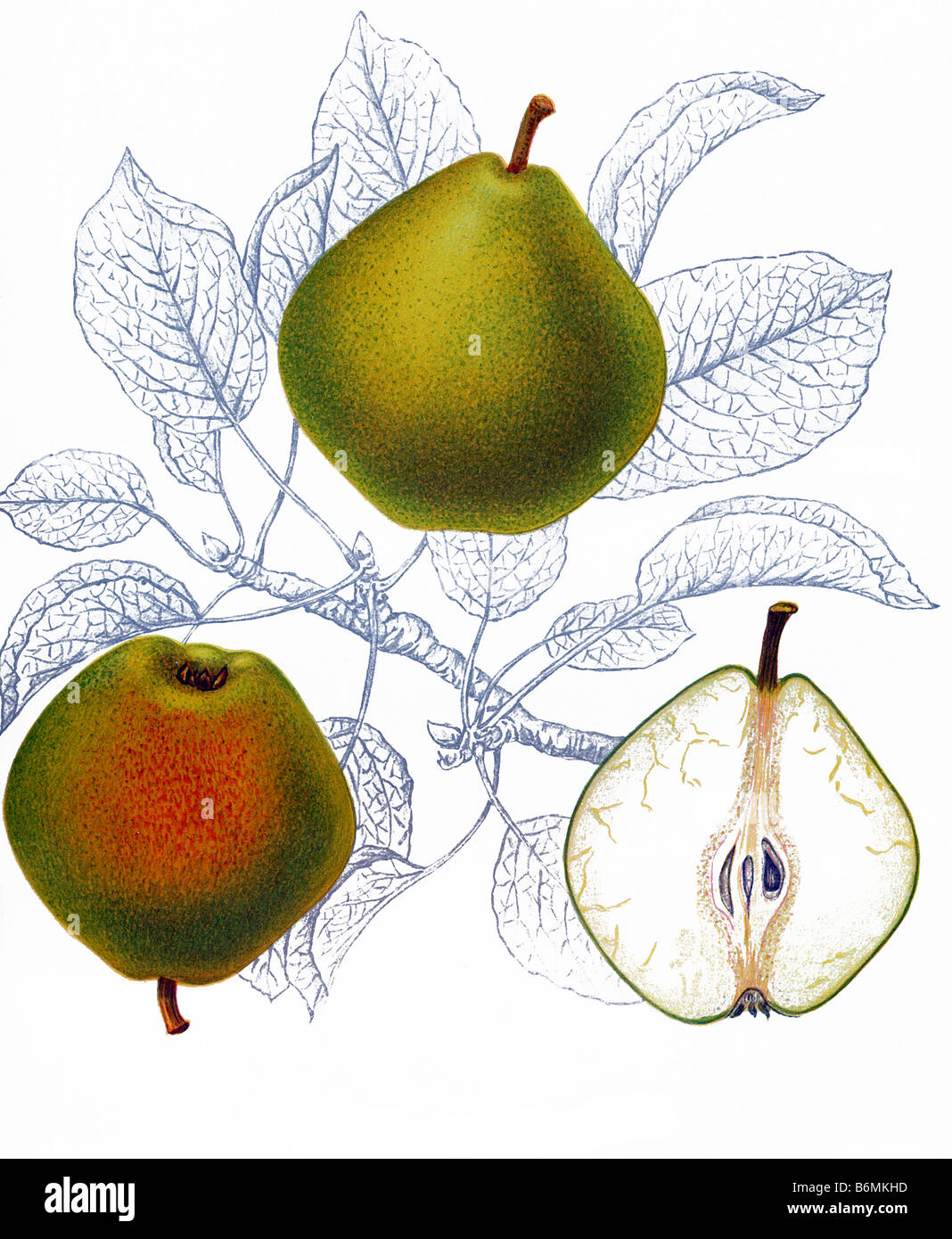 Disegno di una pera immagini e fotografie stock ad alta risoluzione - Alamy