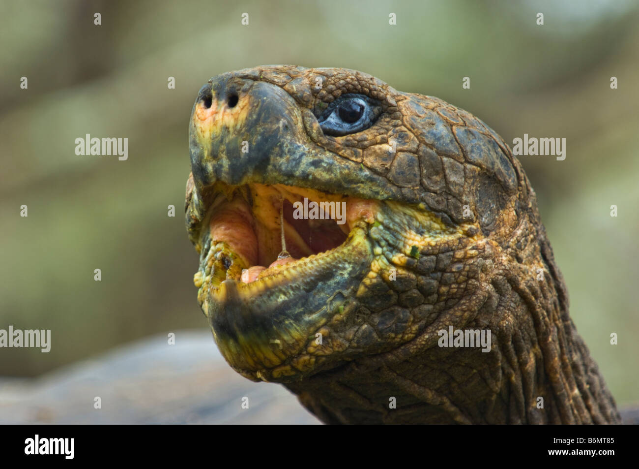 Fauna selvatica galapagos tartaruga gigante Testudo Elephantopus ...