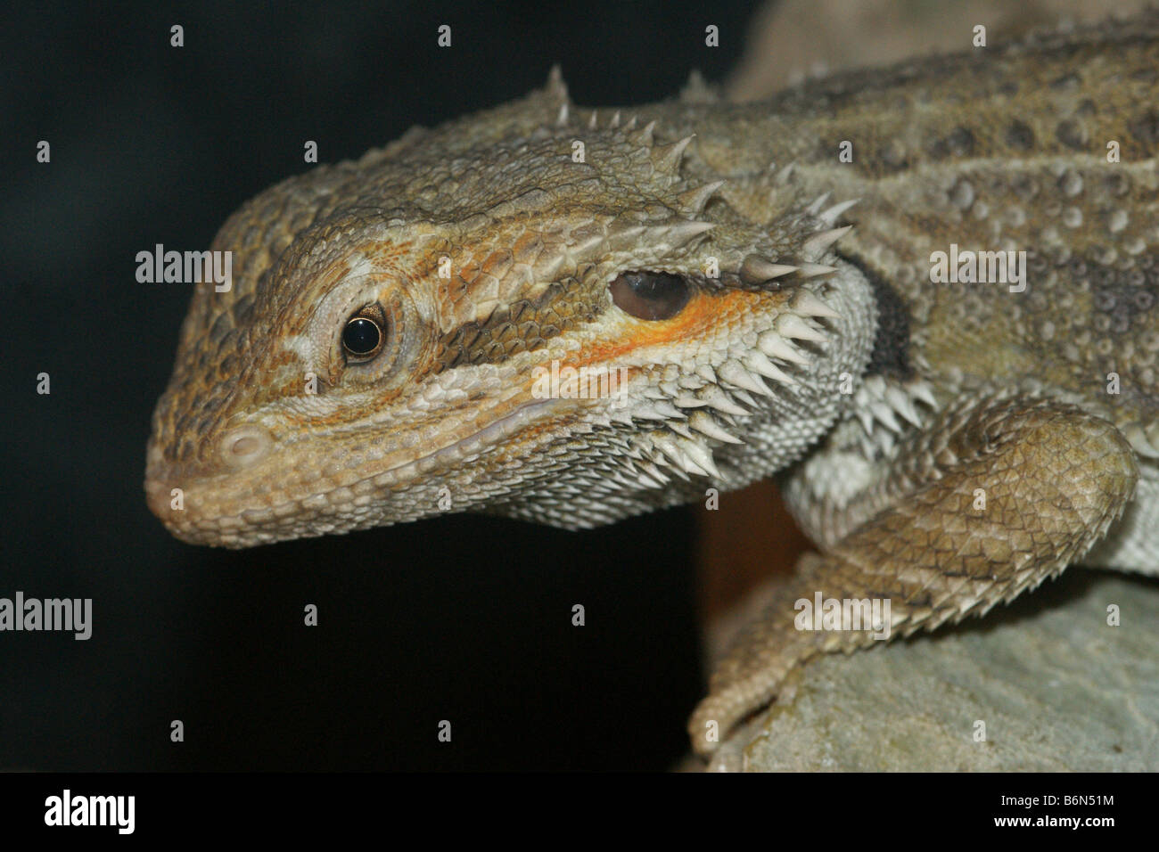 Pogona vitticeps drago barbuto immagini e fotografie stock ad alta ...