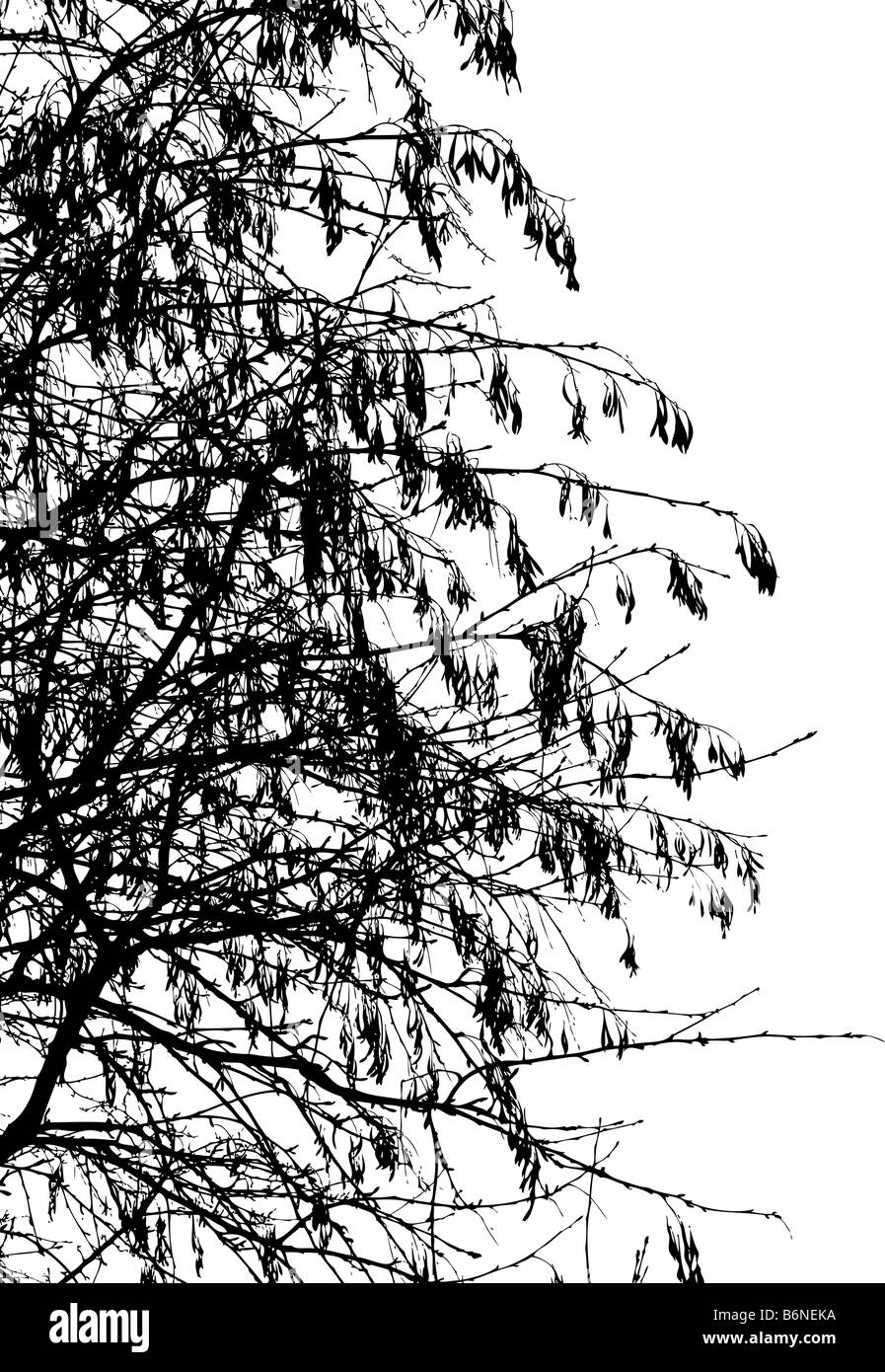 Sagoma di rami di un albero Foto e Immagini Stock in Bianco e Nero - Alamy