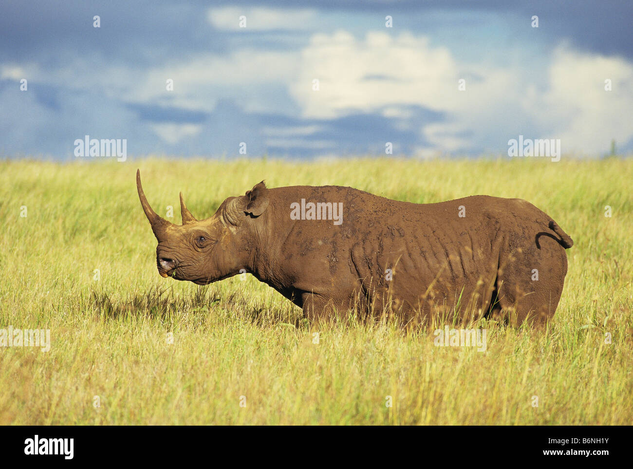 Rinoceronte preistorico immagini e fotografie stock ad alta risoluzione ...