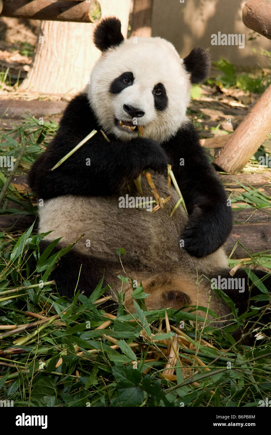 Animali panda immagini e fotografie stock ad alta risoluzione - Alamy