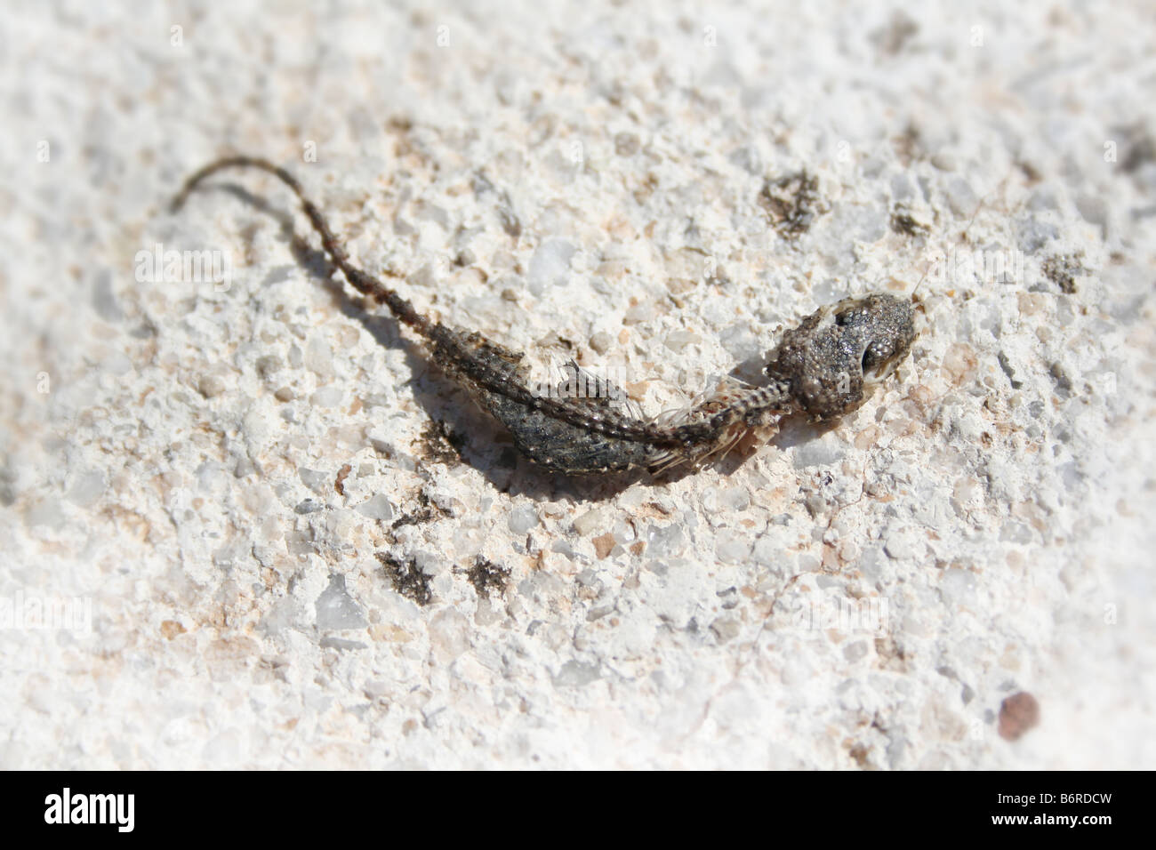 Lucertola morta immagini e fotografie stock ad alta risoluzione - Alamy