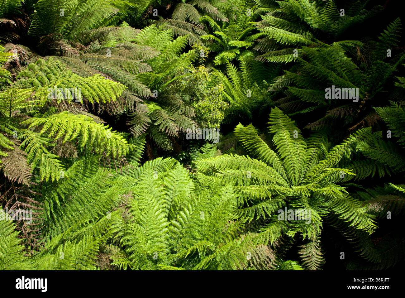 Felci arboree foresta pluviale temperata immagini e fotografie stock ad ...