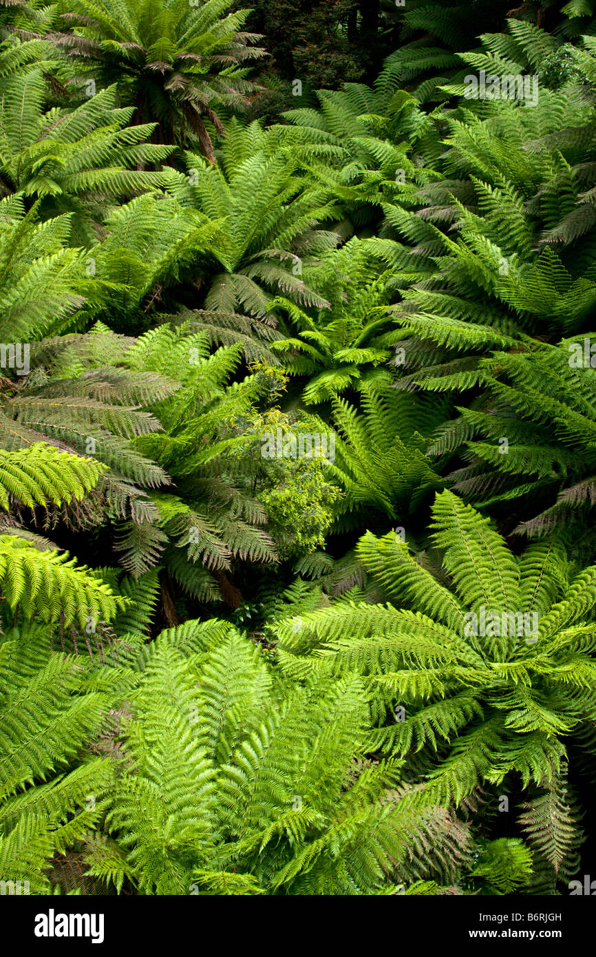 Felci arboree foresta pluviale temperata immagini e fotografie stock ad ...