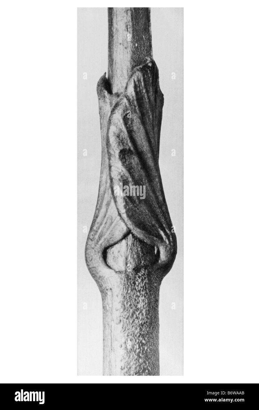 Trappola luminosa immagini e fotografie stock ad alta risoluzione - Alamy