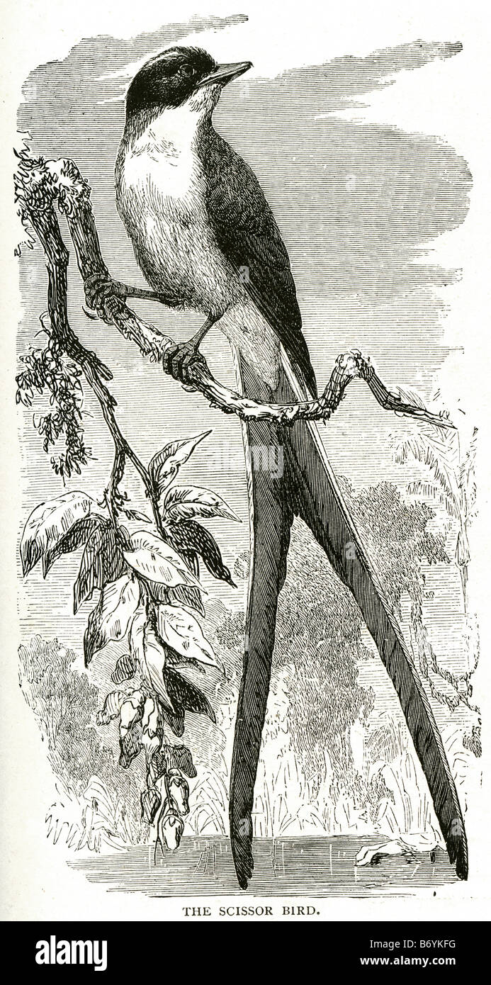 Uccelli dalla coda lunga biforcuta immagini e fotografie stock ad alta ...