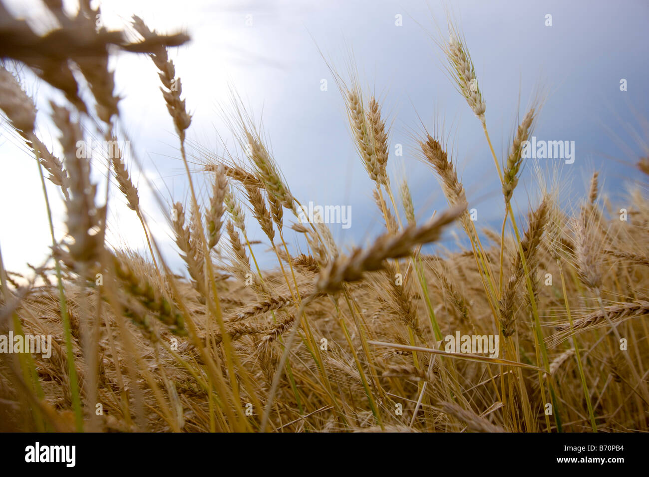 Il campo di grano immagini e fotografie stock ad alta risoluzione - Alamy