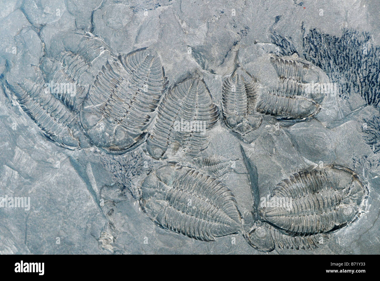 Fossili fossili immagini e fotografie stock ad alta risoluzione - Alamy