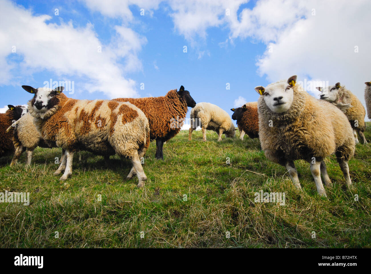 Primavera delle pecore immagini e fotografie stock ad alta risoluzione ...