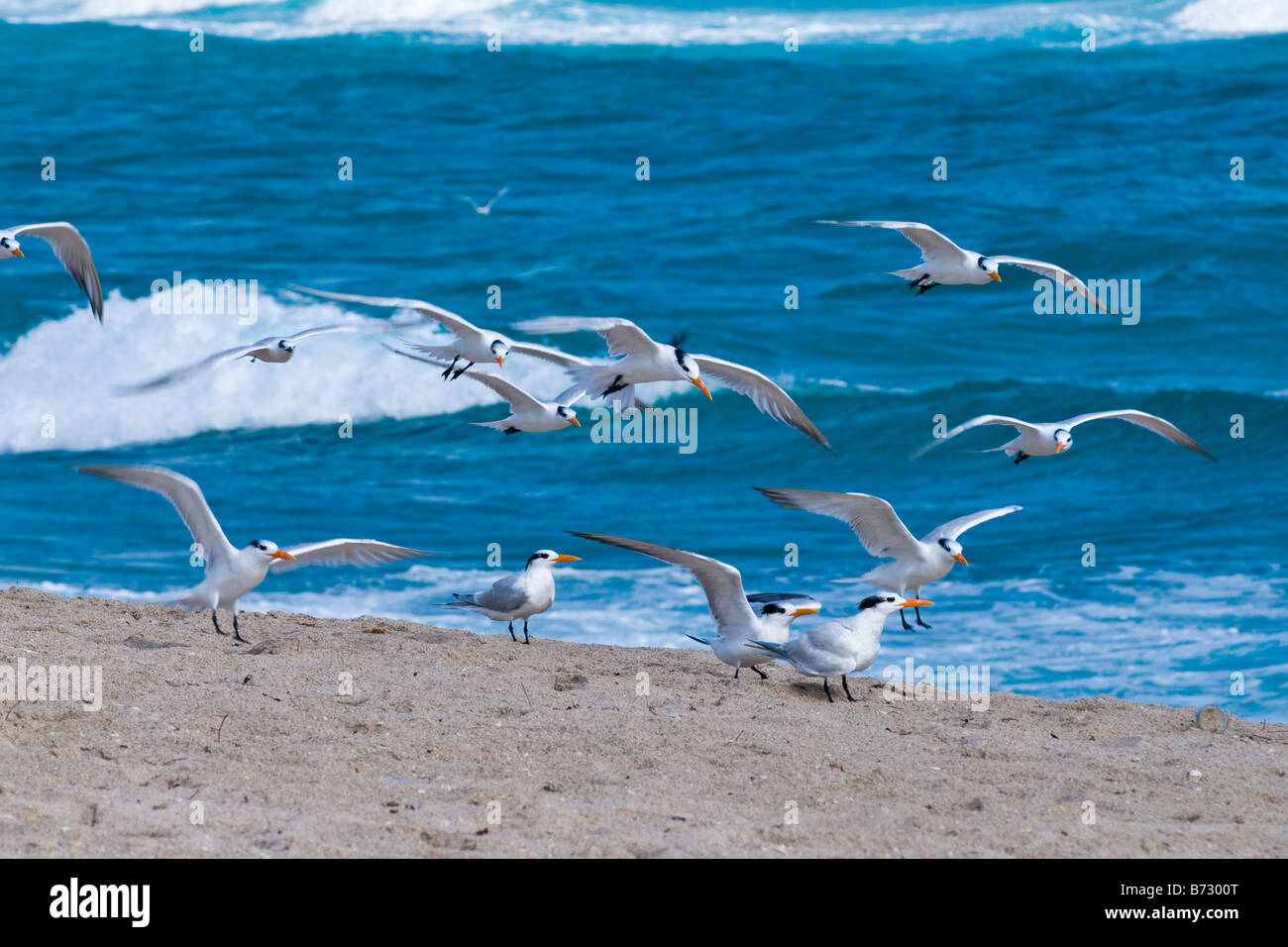 Branchi di Royal Sterne , Sterna Maxima , Thalasseus Maximus , in volo ...