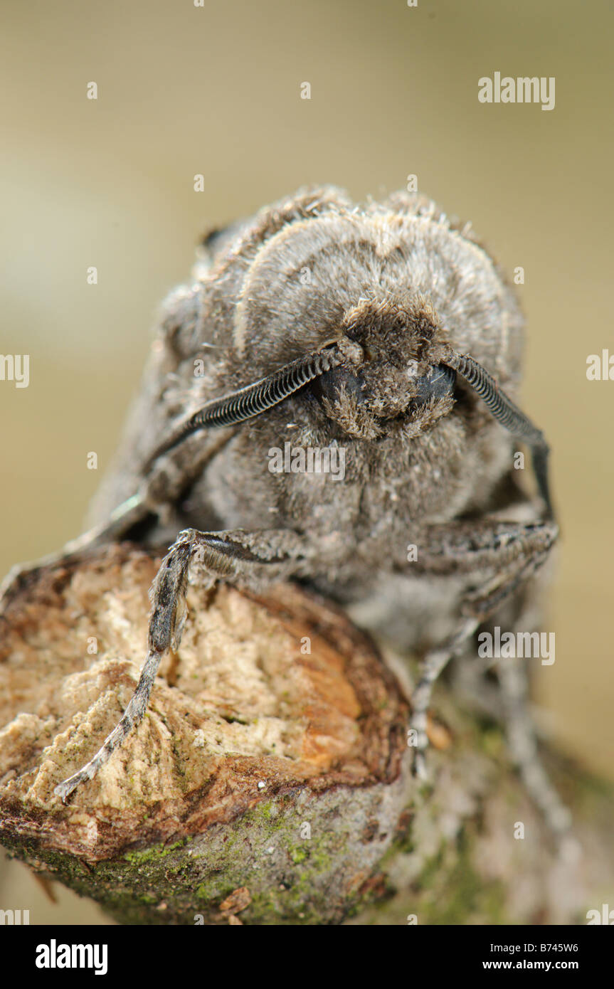 Capra notturna immagini e fotografie stock ad alta risoluzione - Alamy